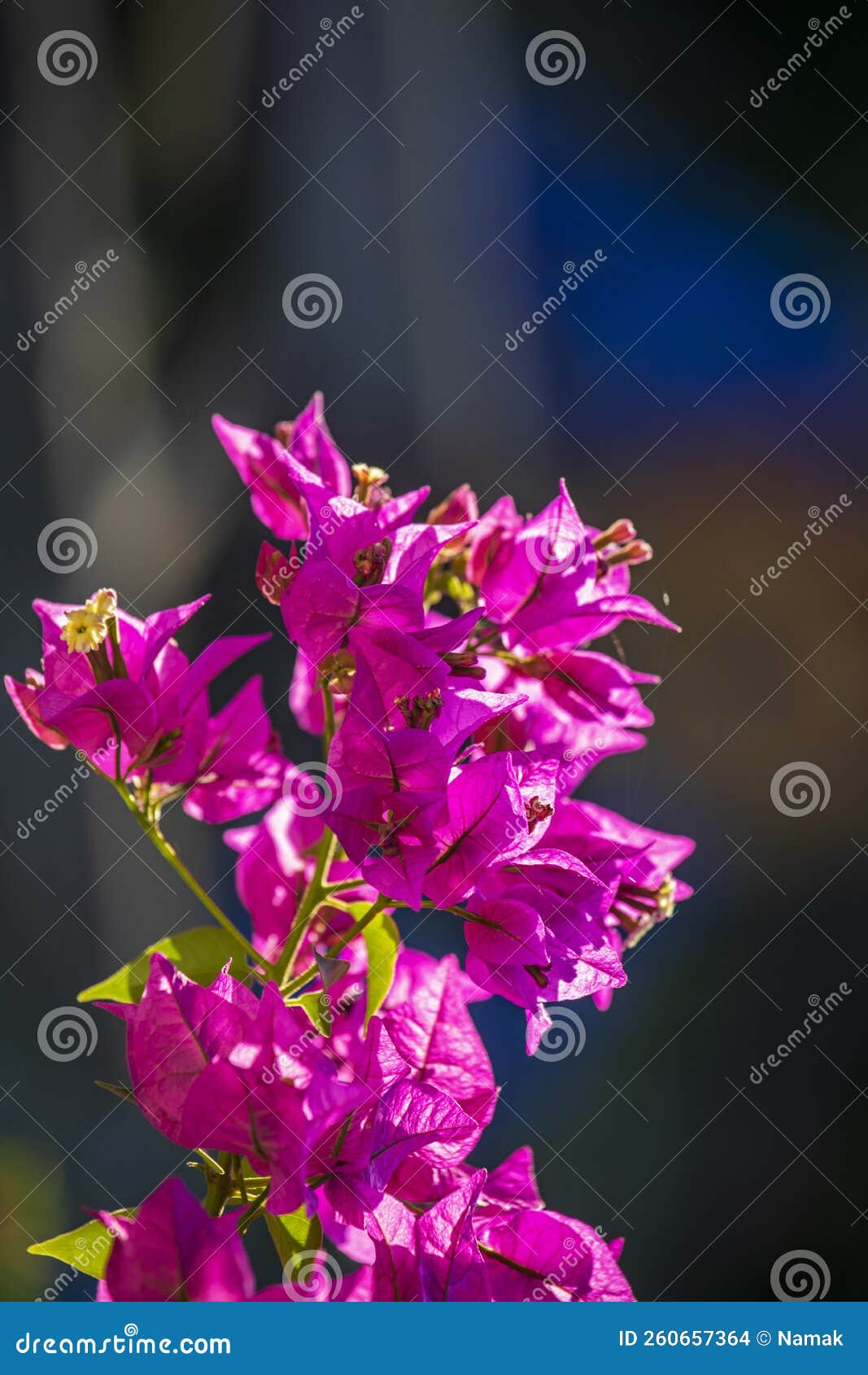 Pink Turkish Colors on a Blurred Background Lit by the Sun. Outside ...