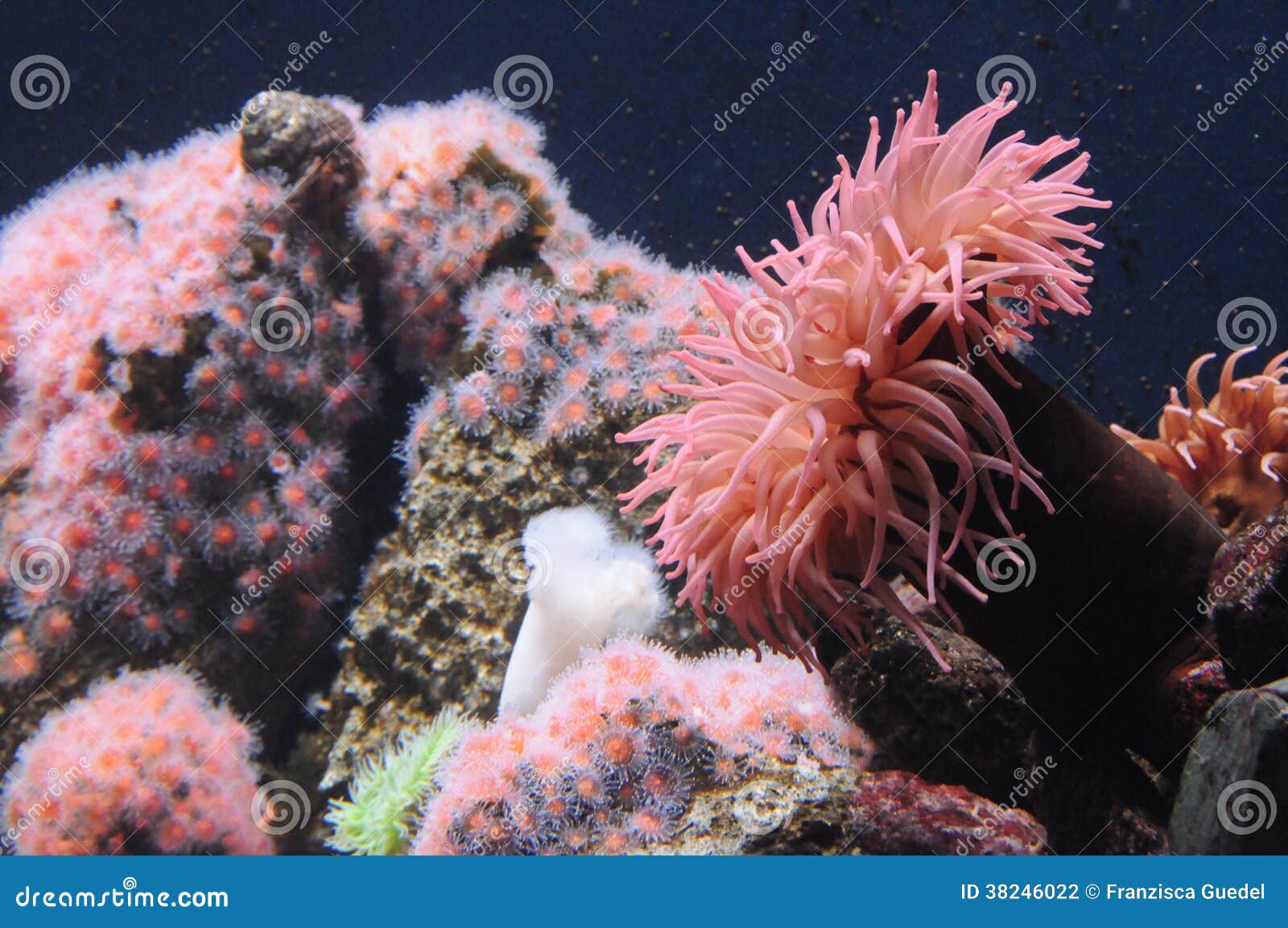 Pink Underwater Scenery stock photo. Image of animals - 38246022