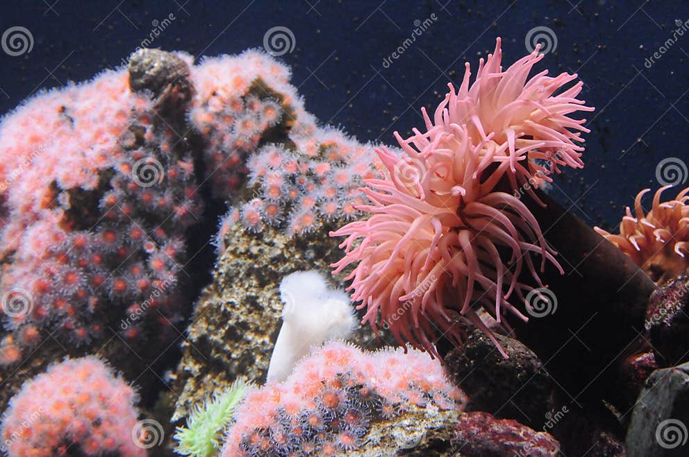 Pink Underwater Scenery stock photo. Image of animals - 38246022
