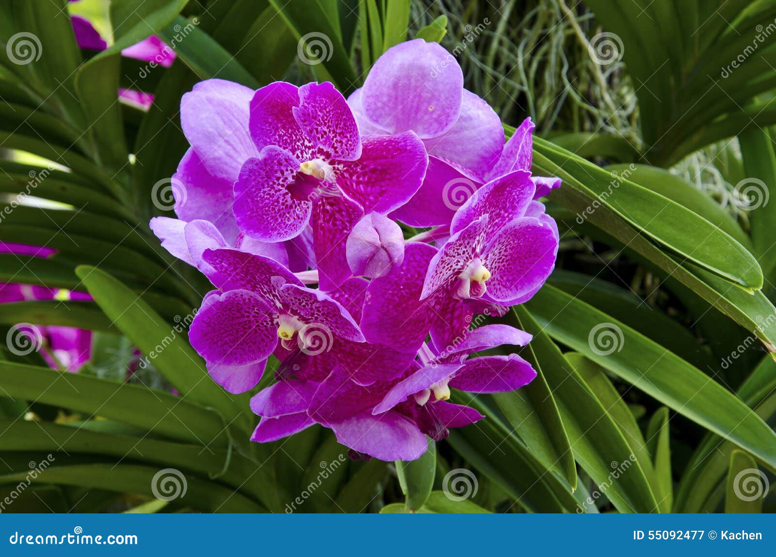 Pink vanda stock image. Image of decoration, colorful - 55092477