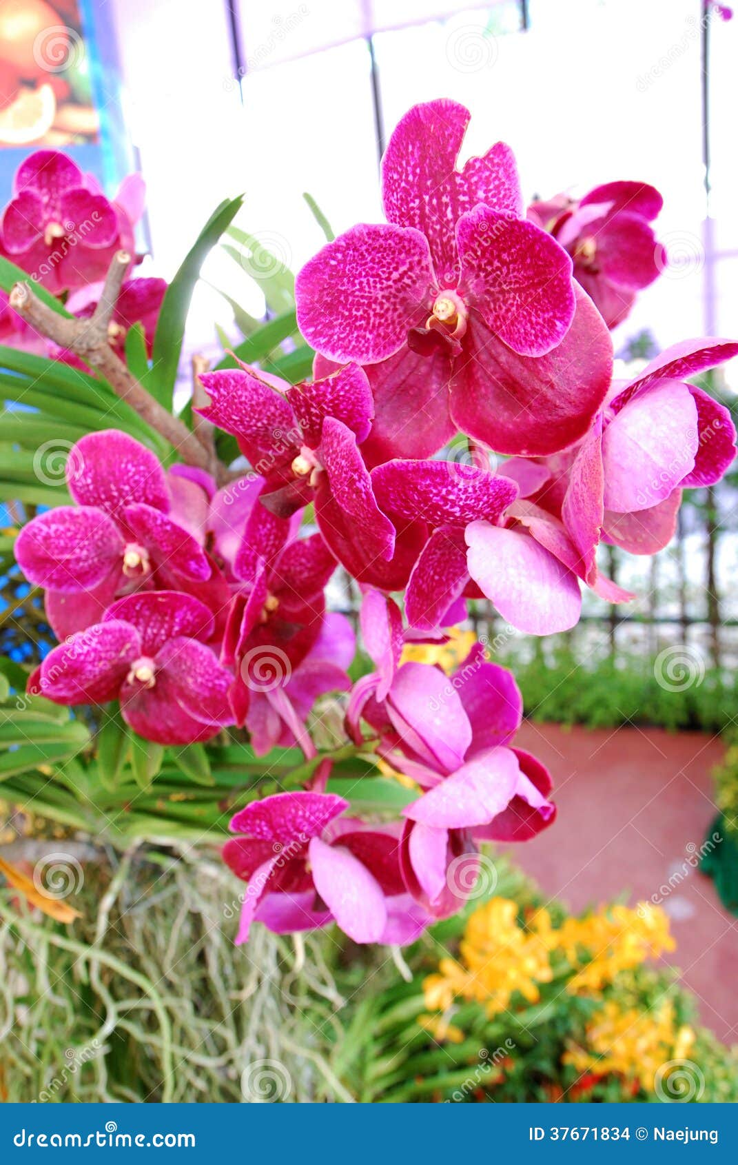 Pink vanda orchid stock photo. Image of botanical, fresh - 37671834
