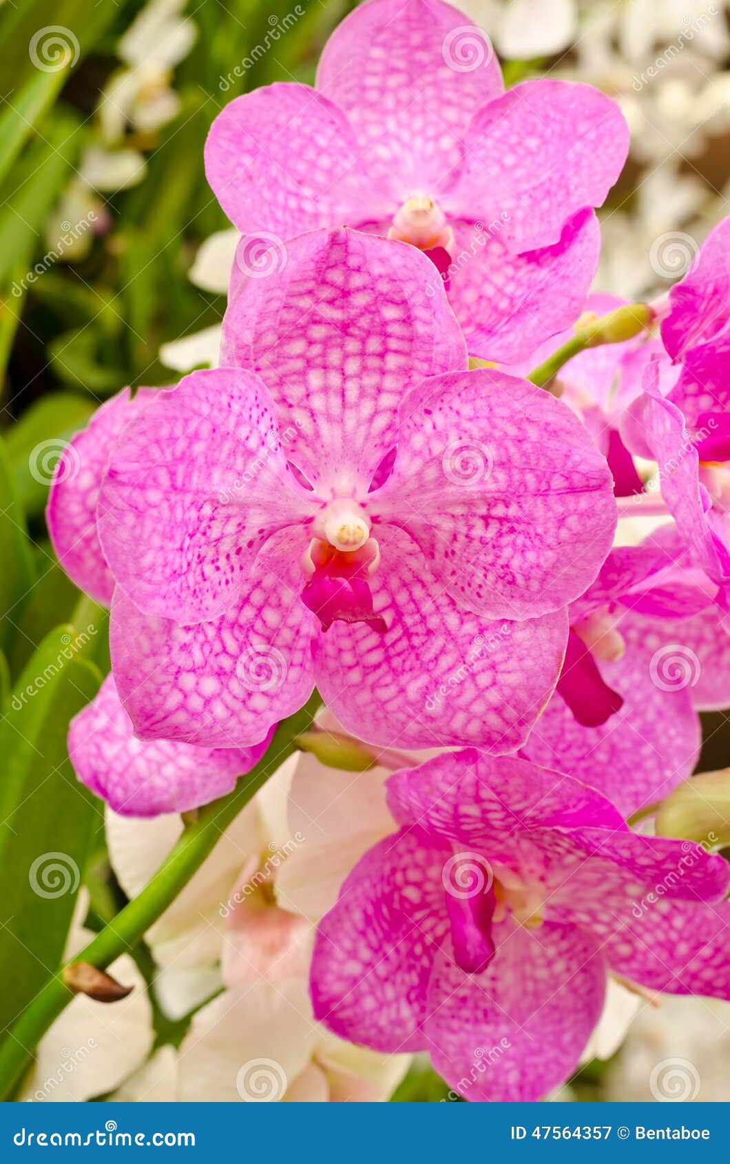 Pink vanda orchid stock image. Image of organic, beautiful - 47564357