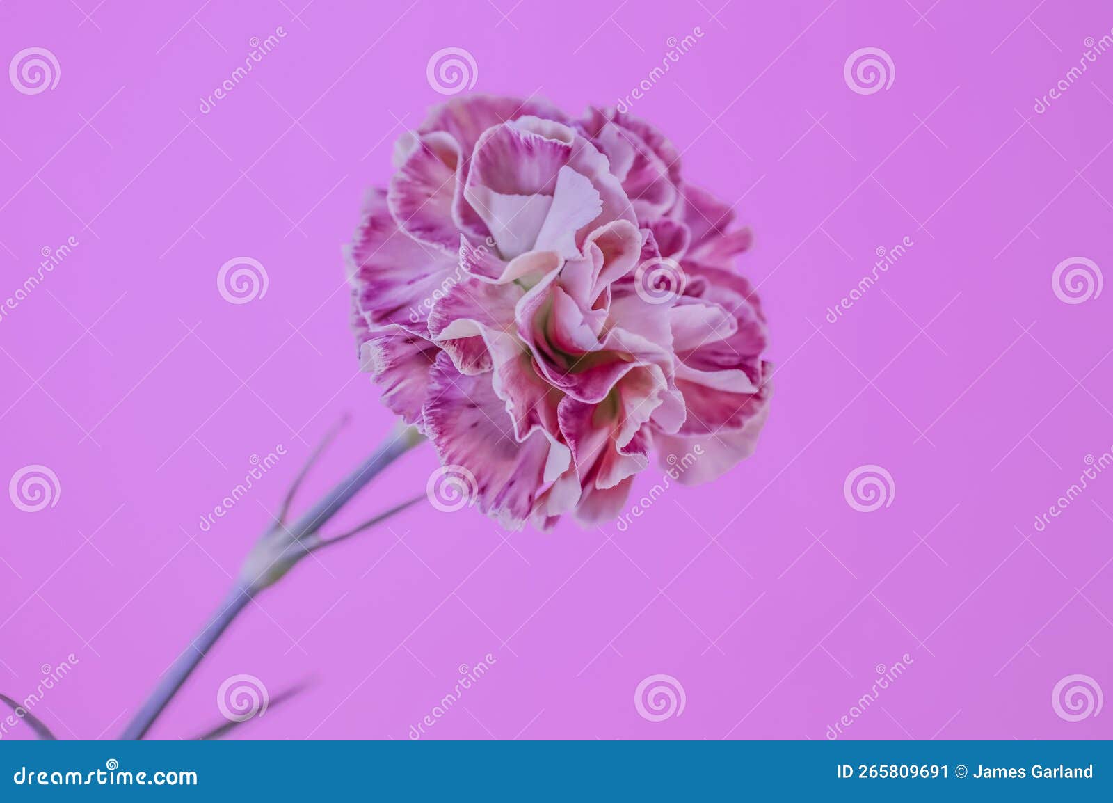 A Pink Variegated Carnation Stock Image - Image of beautiful, nature ...