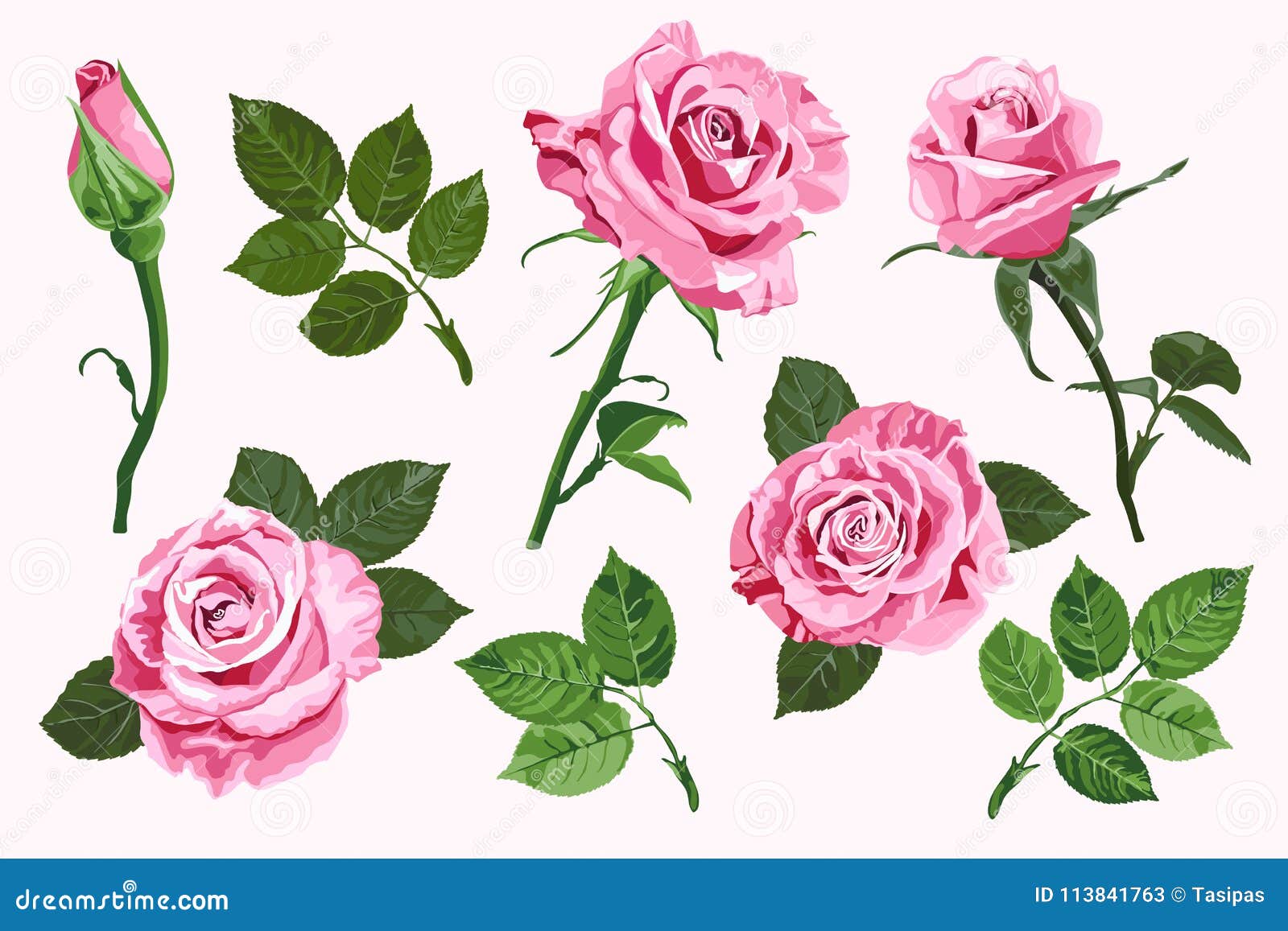 Pink Vector Roses Elements Set Isolated on the White Background Stock ...