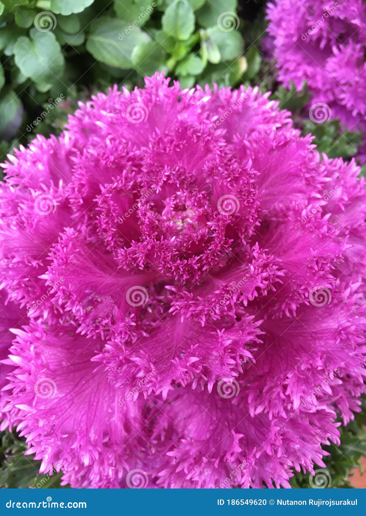 Pink vegetable stock photo. Image of green, vegetable - 186549620