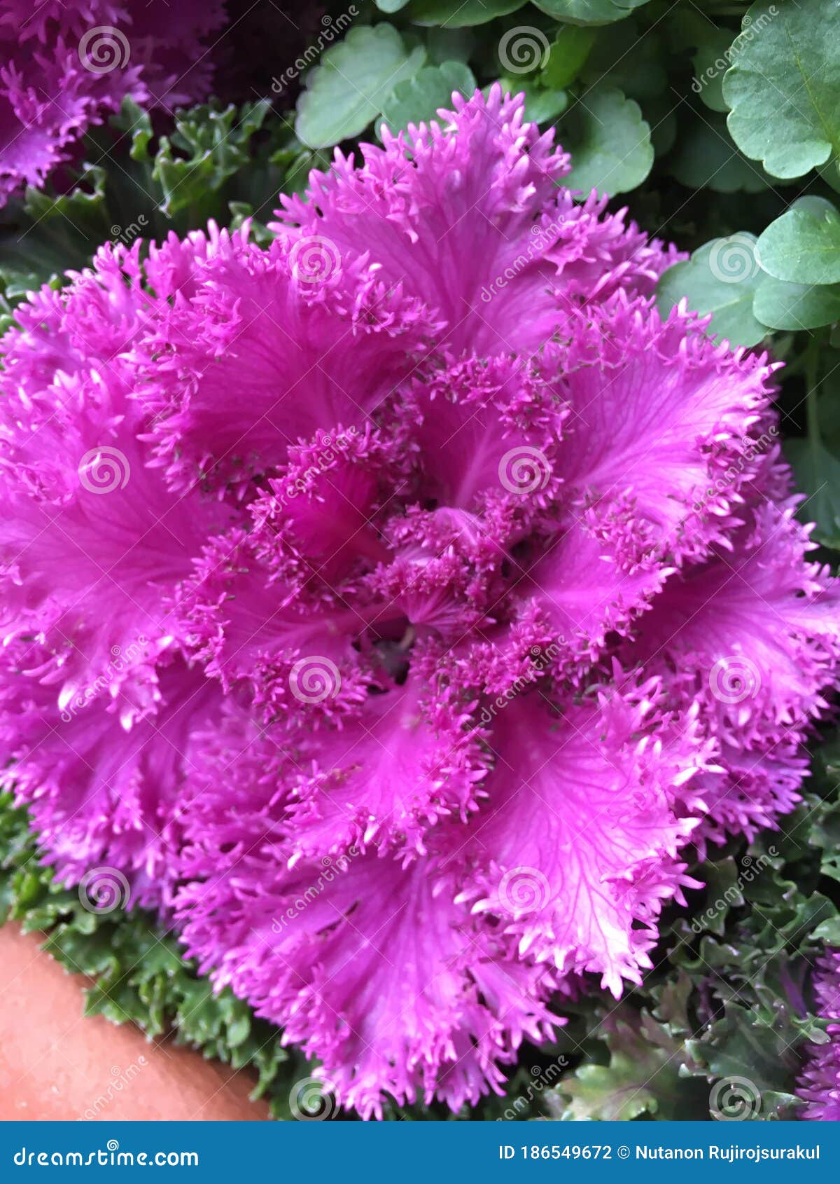 Pink vegetable stock photo. Image of flower, pink, green - 186549672