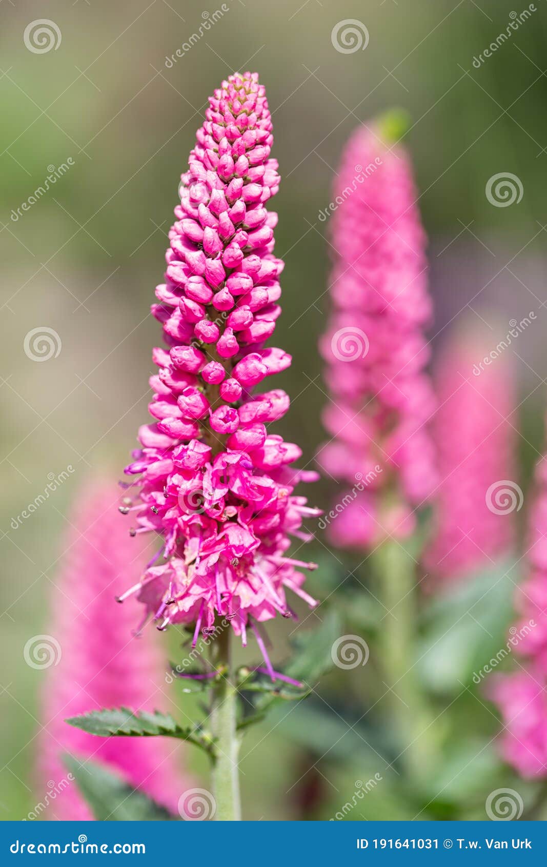 Pink Veronica First Love Flowers at Shallow Depth Background Stock ...