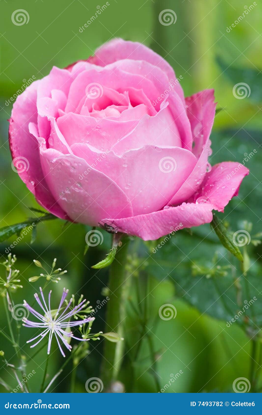 Pink and Very Fragrant Rose Stock Photo - Image of attractive, aroma ...