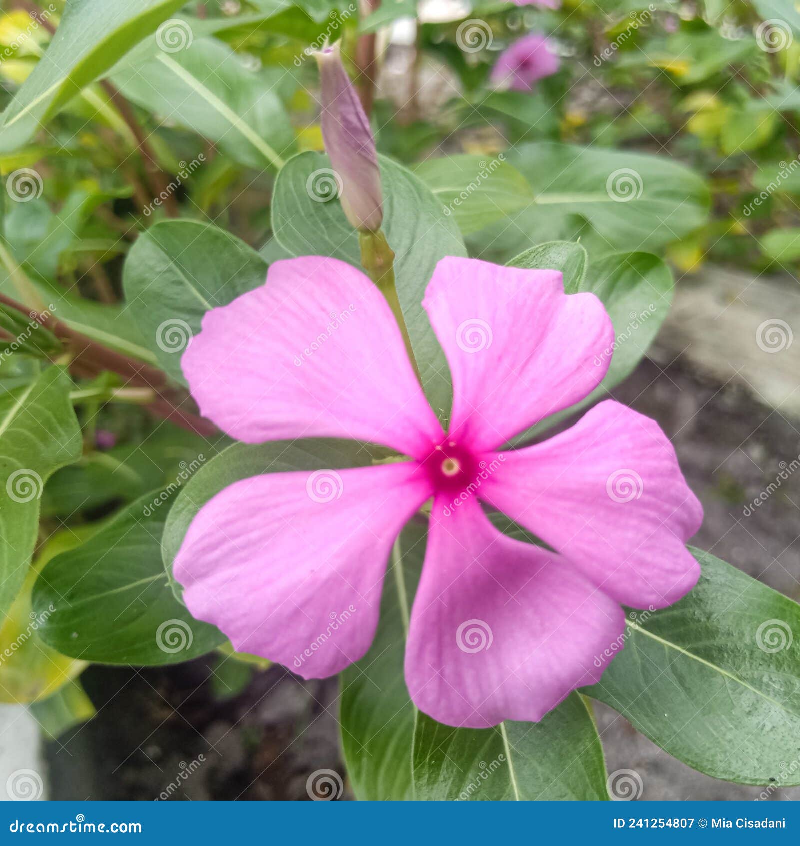 A pink vinca stock image. Image of purple, herb, produce - 241254807