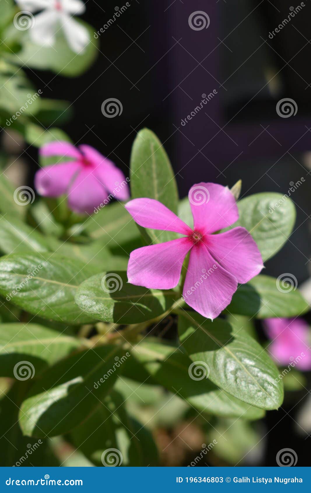 Pink vinca flower stock image. Image of lilac, nature - 196346803