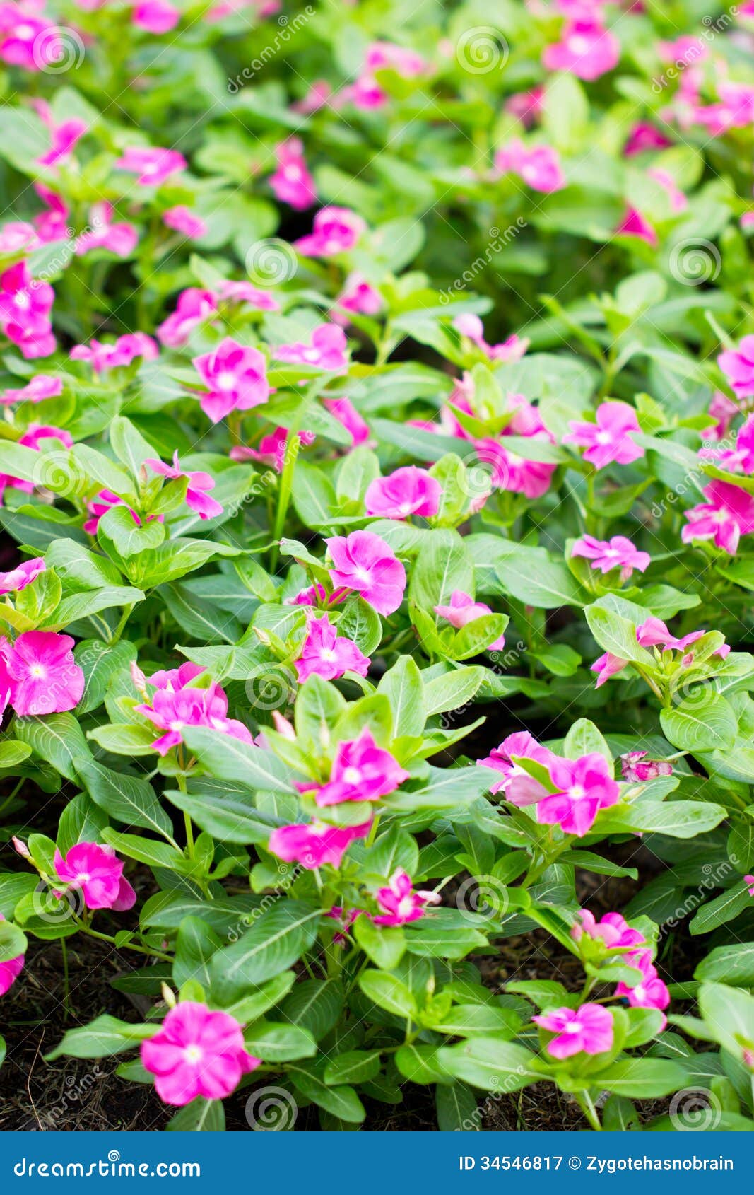 Pink Vinca Flower. stock image. Image of floral, decorative - 34546817