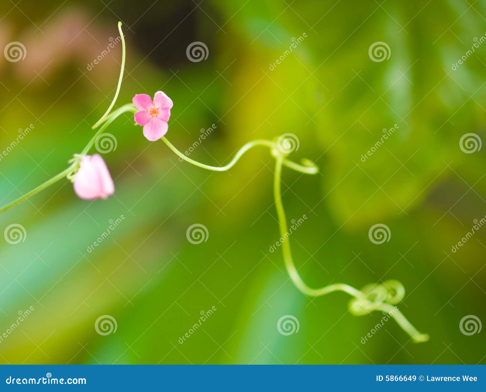 Pink on Vine stock image. Image of pink, flower, abstract - 5866649
