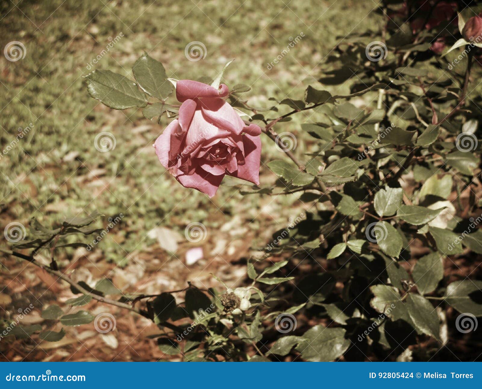 Pink vintage rose stock photo. Image of vintage, garden - 92805424