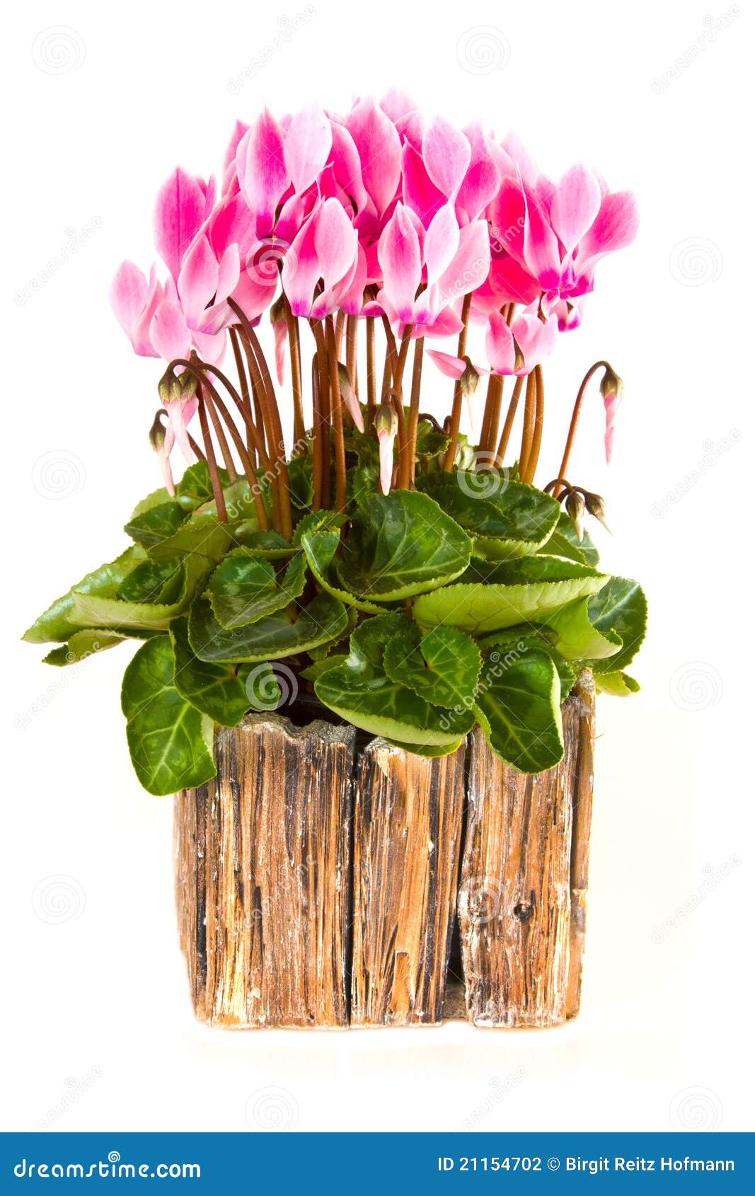 4,357 Pink Viola Flowers Stock Photos - Free & Royalty-Free Stock ...