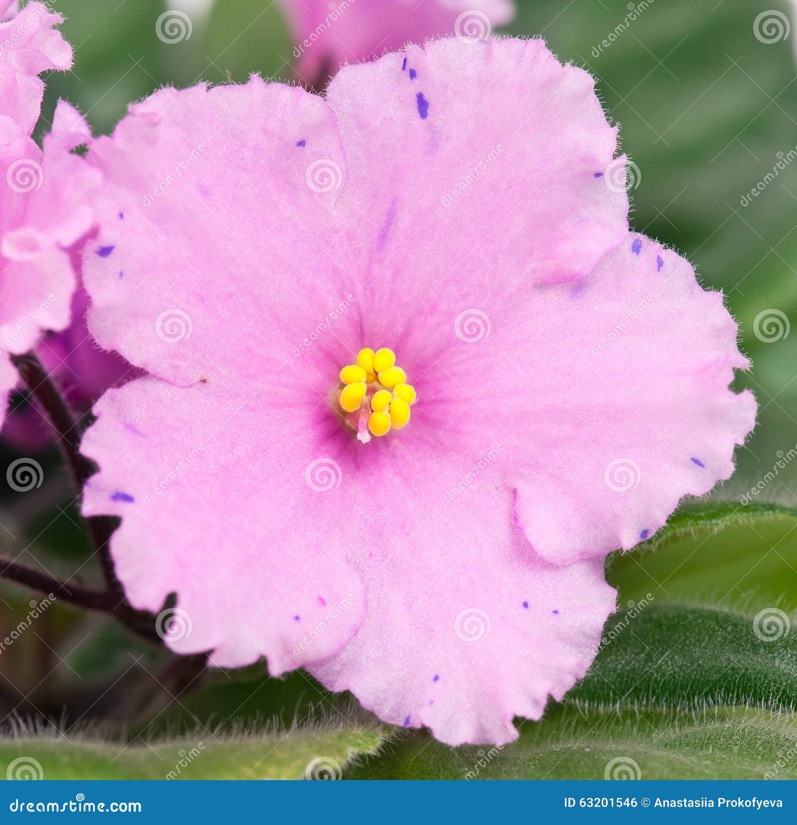 Pink violet flower stock photo. Image of decoration, beautiful - 63201546