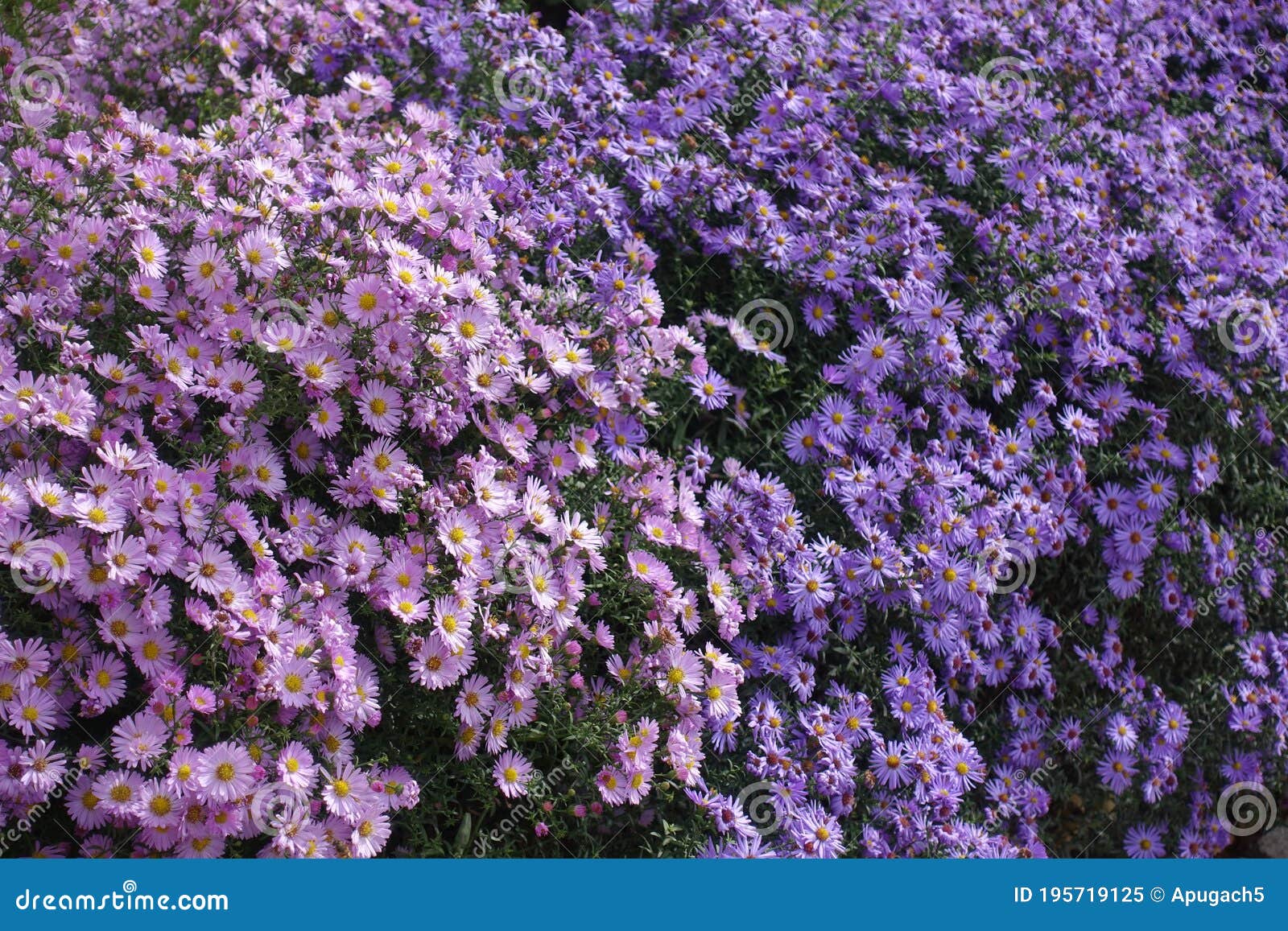 Pink and Violet Flowers of Michaelmas Daisies in October Stock Image ...