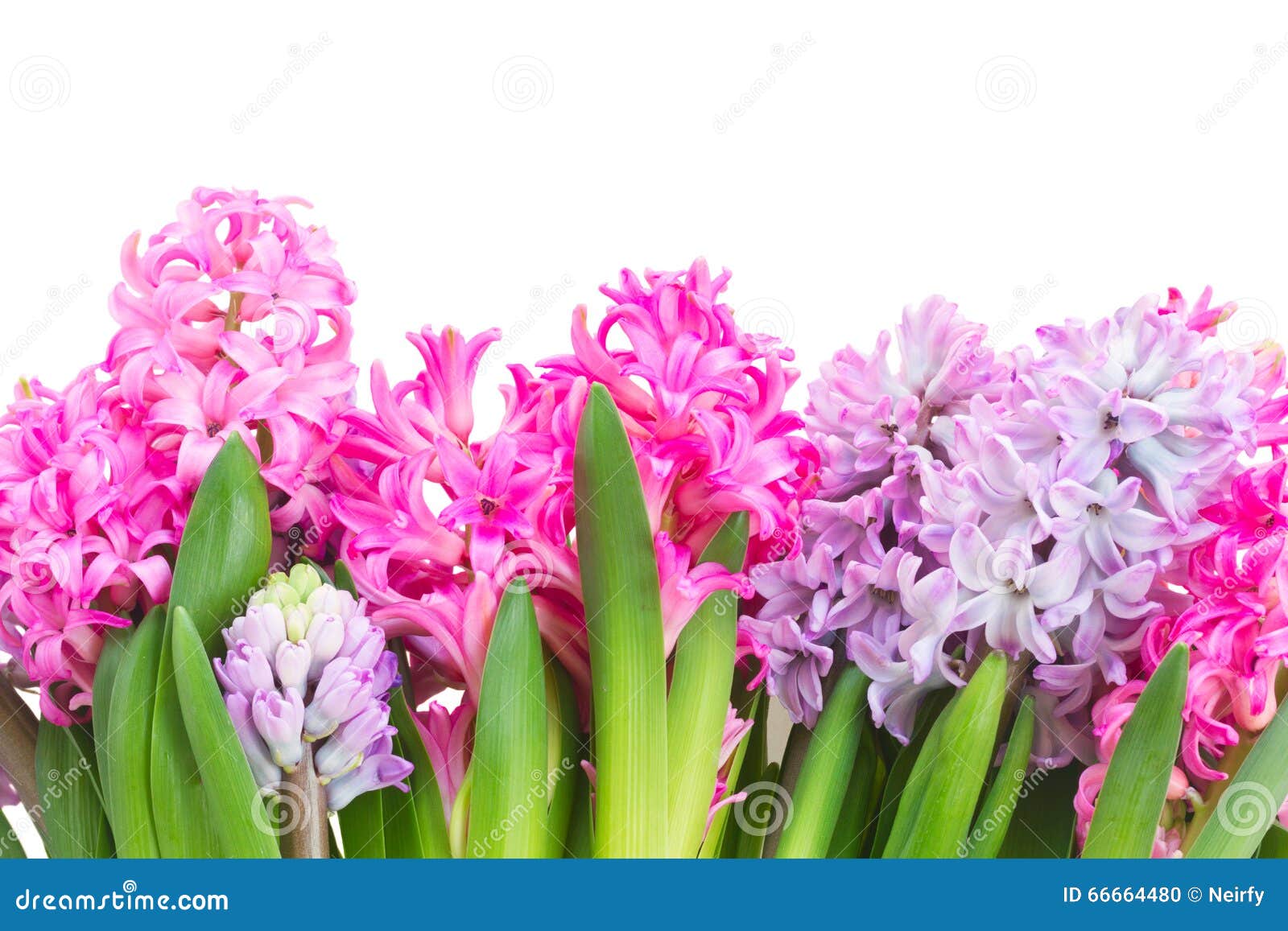 Pink and violet hyacinths stock photo. Image of gift - 66664480