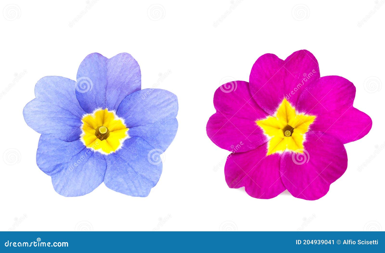 Pink and violet primroses stock image. Image of isolated - 204939041