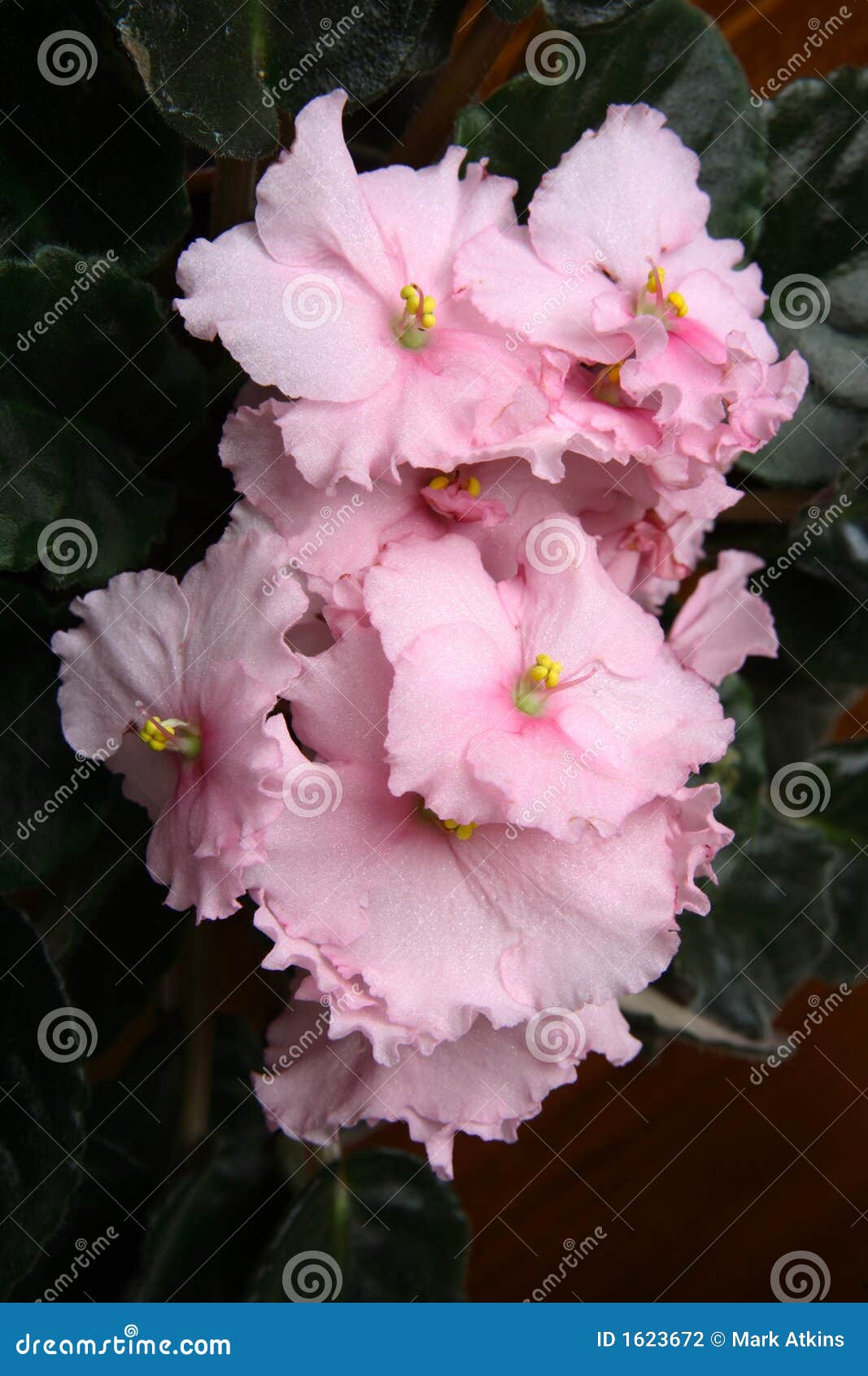 Pink violets stock photo. Image of arrangement, leaf, close - 1623672