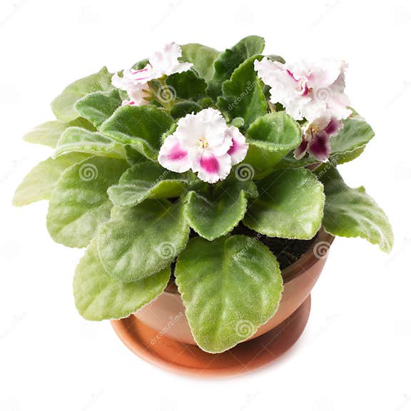 Pink violets stock photo. Image of perennial, beautiful - 23316322