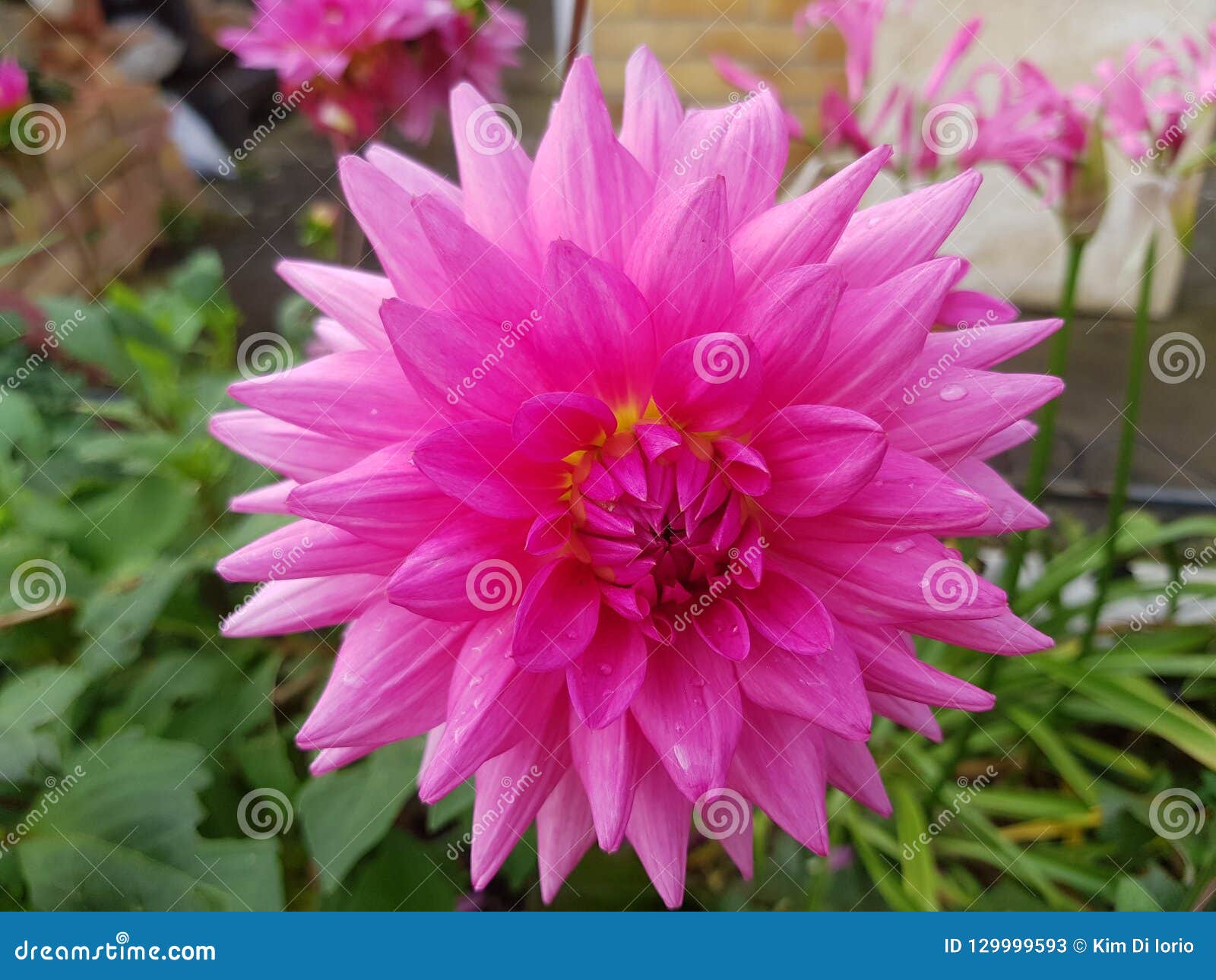 Pink Vivacious Perfect Petals Stock Photos - Free & Royalty-Free Stock ...