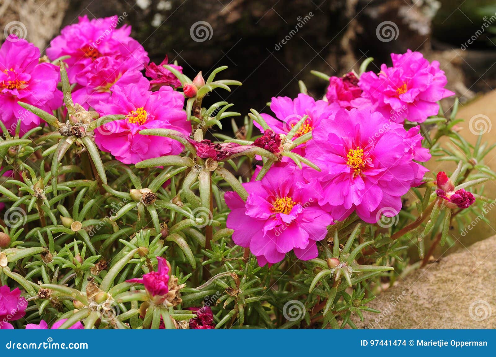 Pink vygies stock photo. Image of flora, wild, plantflower - 97441474