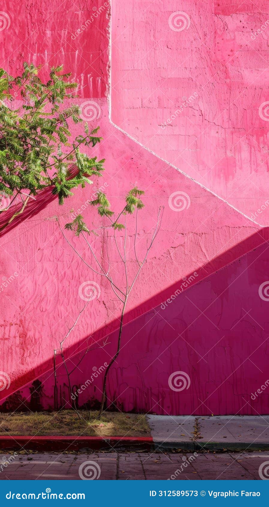 Pink Wall with Contrasting Shadows and Small Trees Stock Image - Image ...