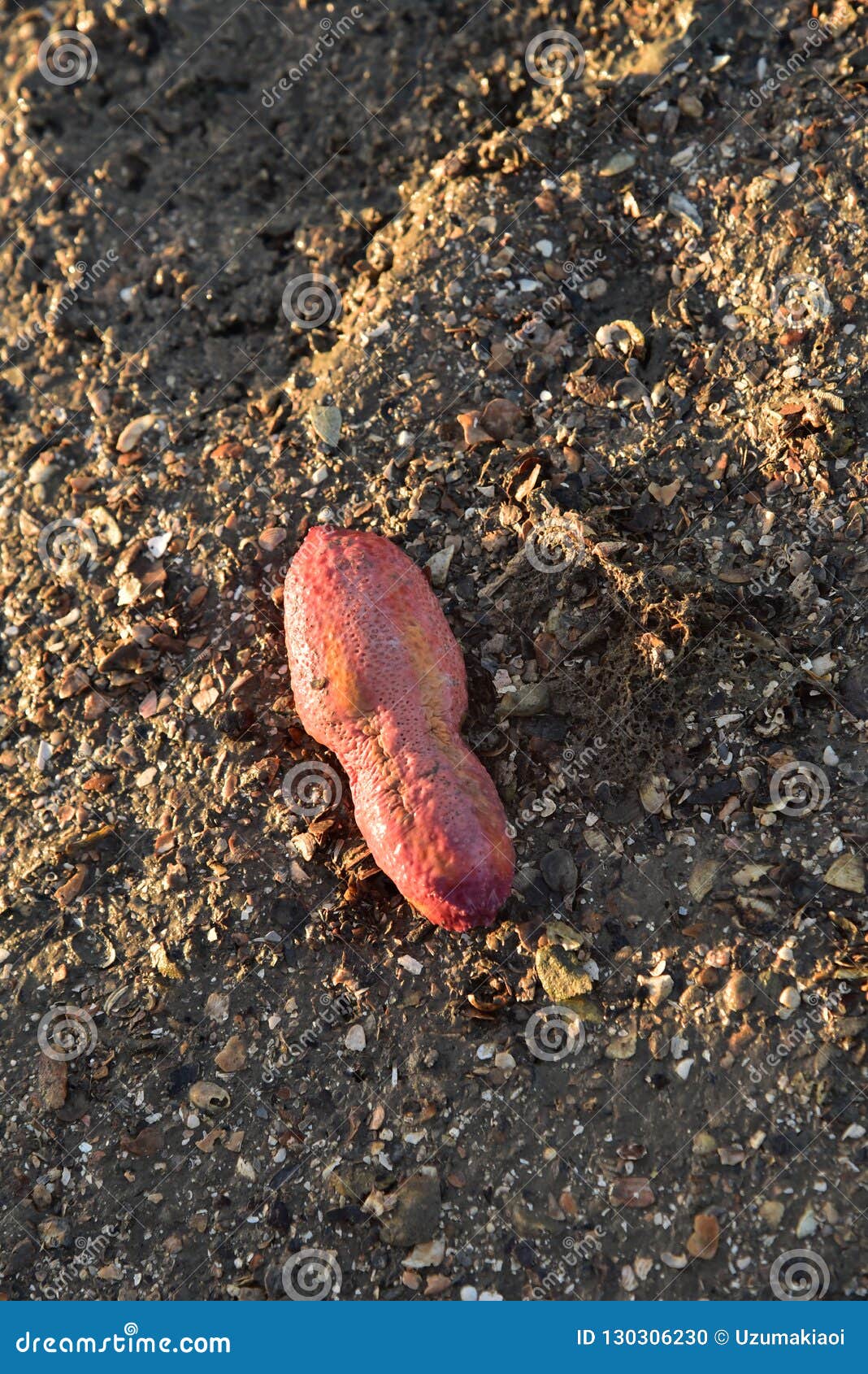 Pink Warty Sea Cucumber/Pink-Yellow Sea Cucumber on the Beach Stock ...
