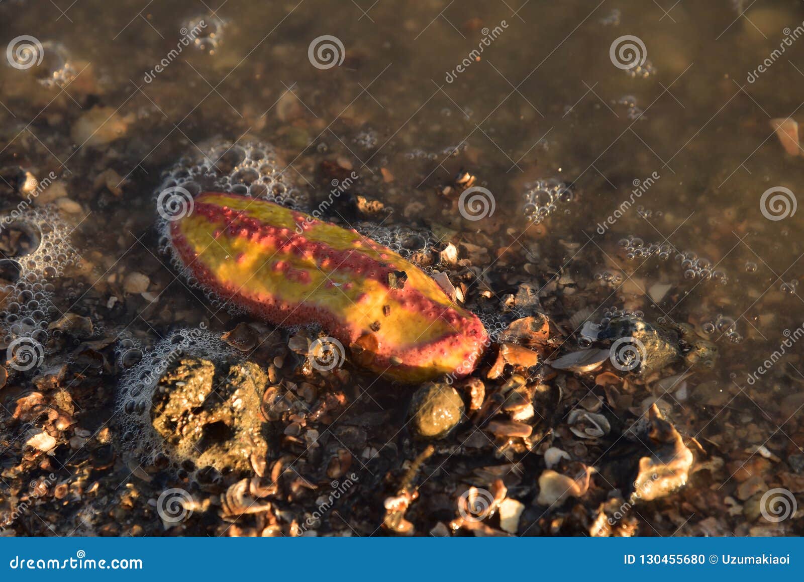 Pink Warty Sea Cucumber/Pink-Yellow Sea Cucumber on the Beach Stock ...