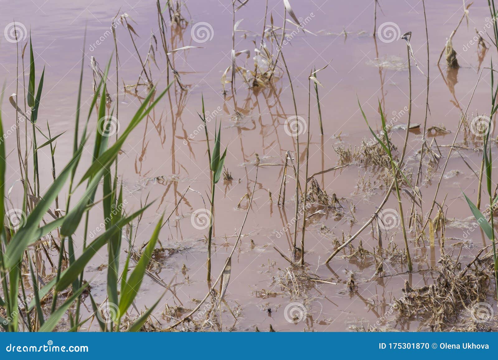 Pink Water in Lake. Reeds on Shore Stock Photo - Image of reeds, water ...