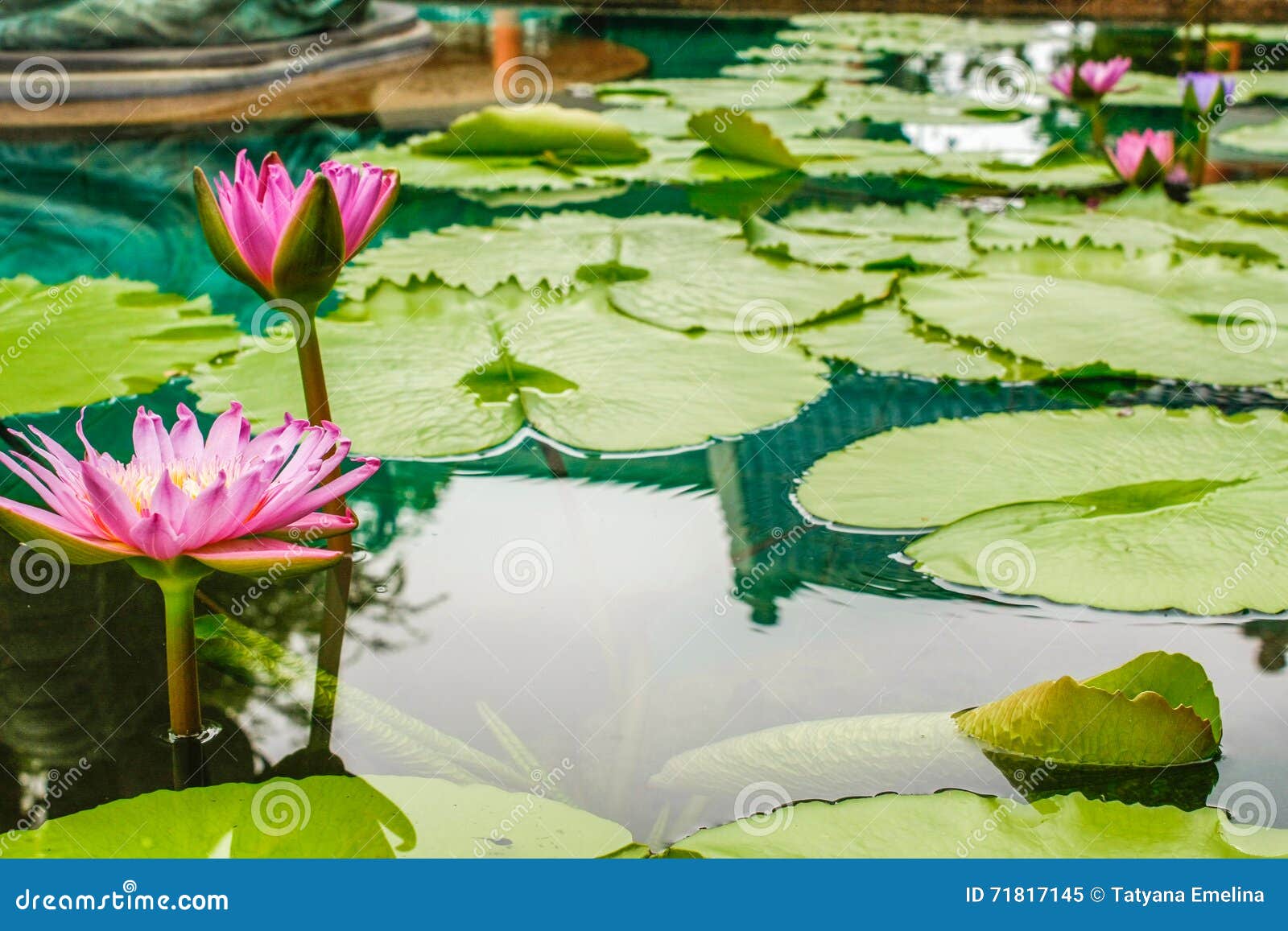 Pink Water Lilies Blooming at Lake Surface Stock Image - Image of float ...