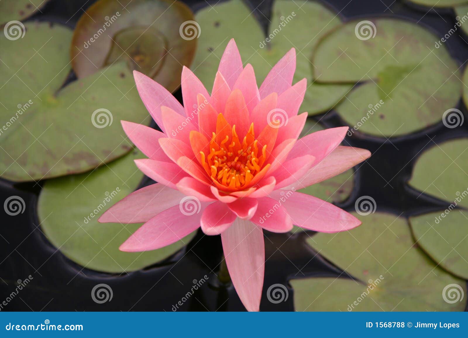 Pink Water Lilly stock photo. Image of golden, pads, water - 1568788