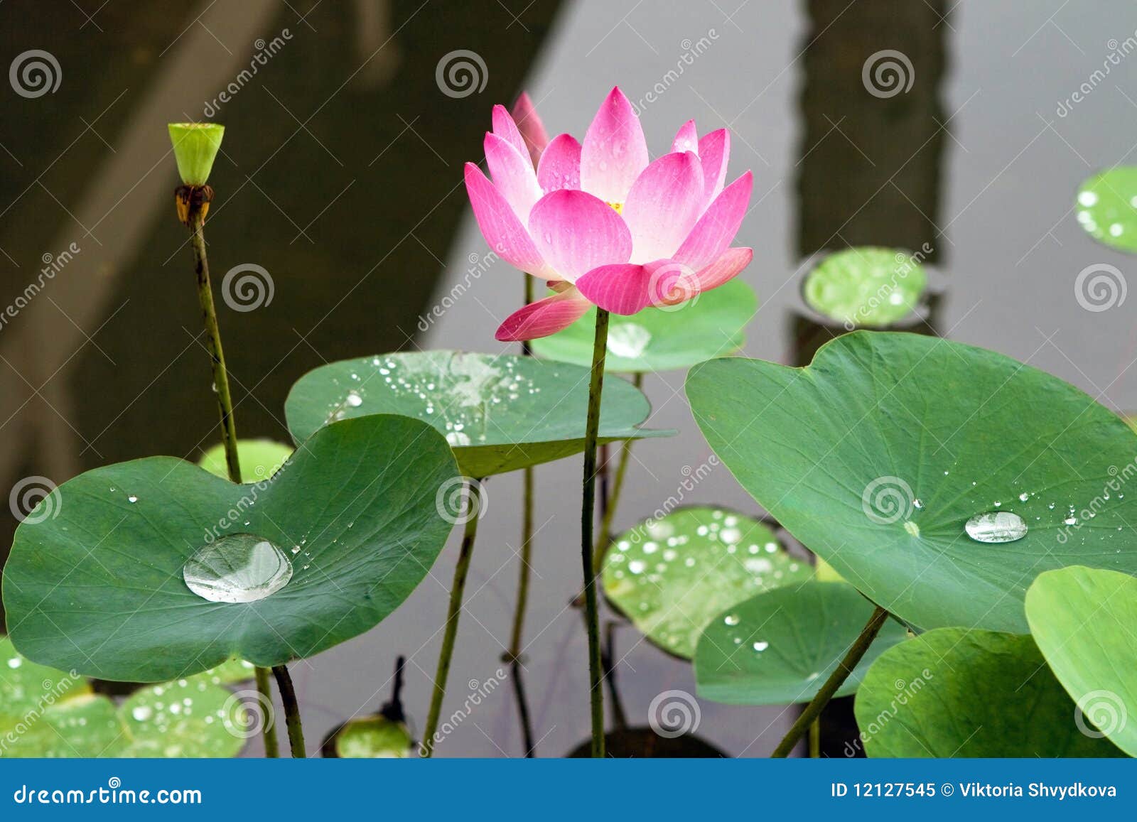 Pink water lilly flower stock image. Image of blooming - 12127545
