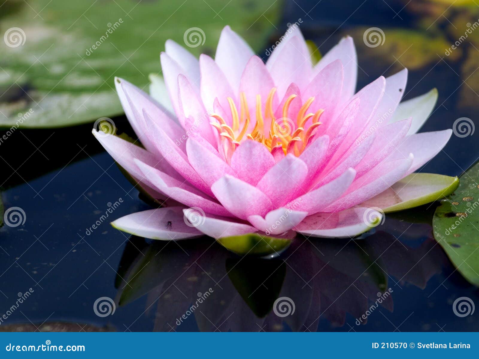 Pink water lily stock photo. Image of leaves, aquatic, beautiful - 210570