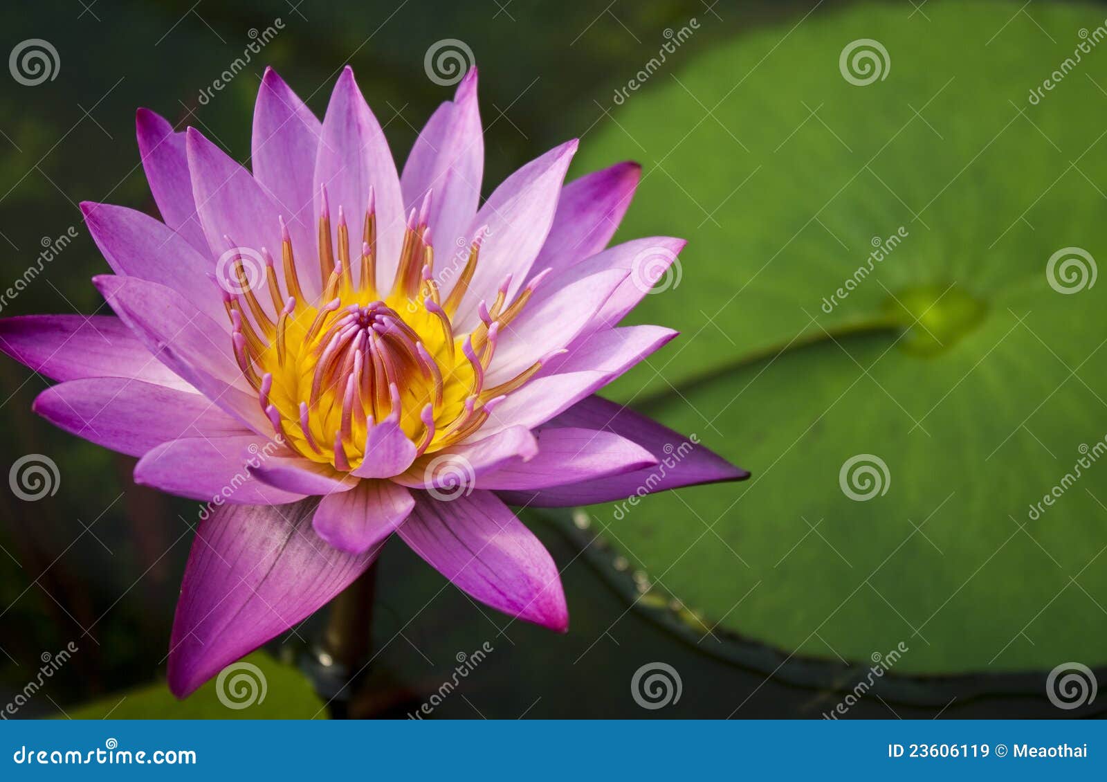 Pink water lily stock image. Image of color, fresh, asian - 23606119