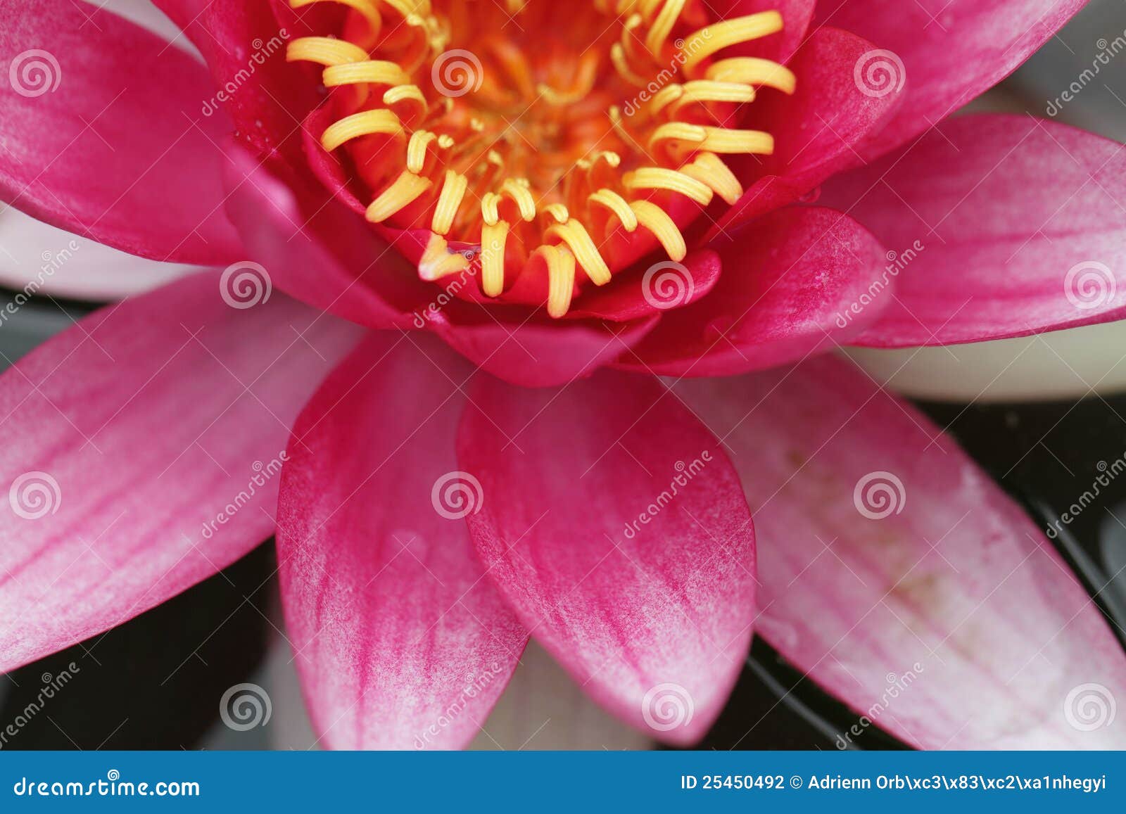 Pink water lily stock photo. Image of lake, exotic, park - 25450492