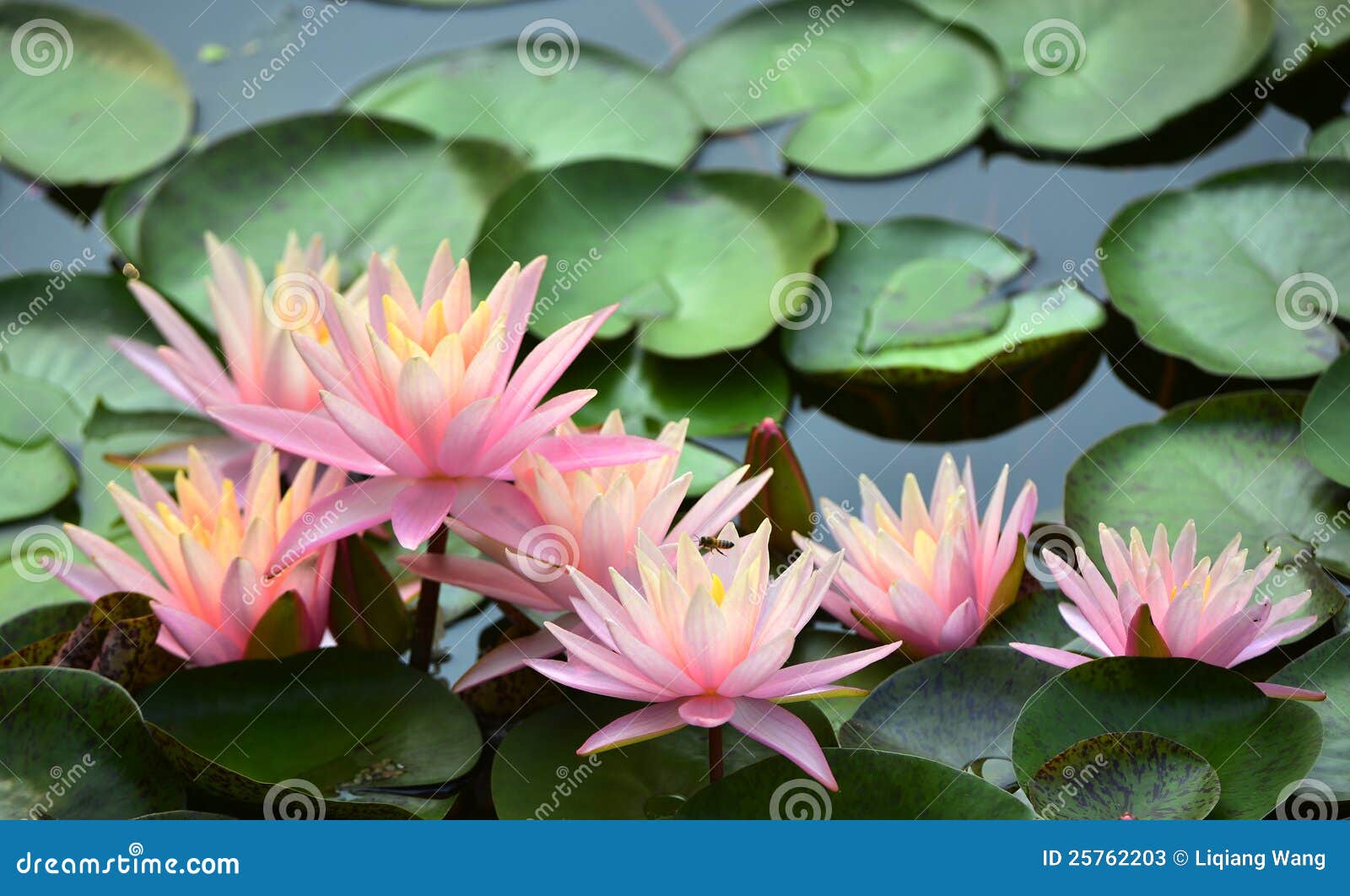 Pink water lily stock image. Image of lily, blossom, adornment - 25762203