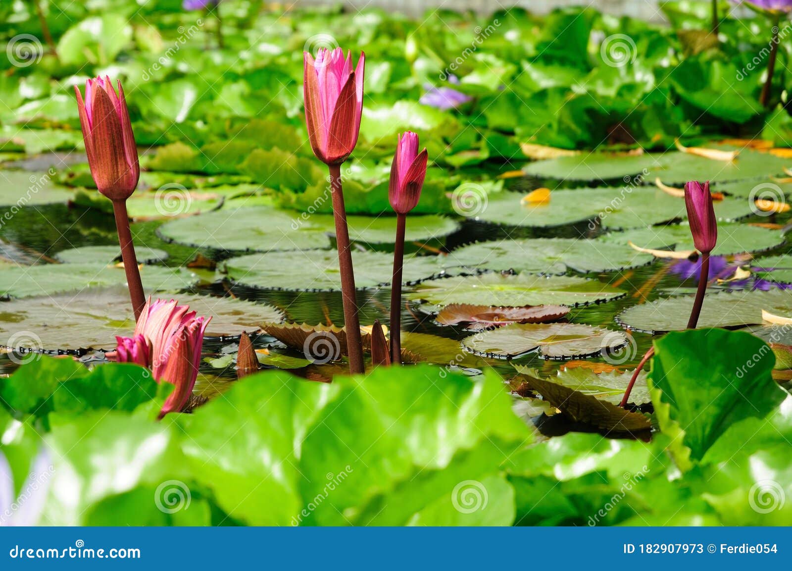 Pink Water Lily Buds in a Pond Stock Image - Image of serene, aquatic ... Pink Water Lily Buds in a Pond Stock Image - Image of serene, aquatic ...