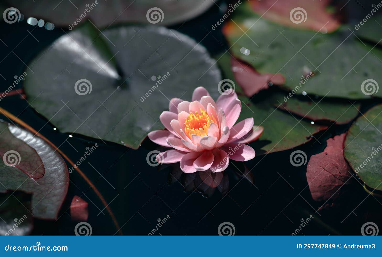 Pink Lotus Flower or Water Lily in Water Top View Stock Image - Image ...