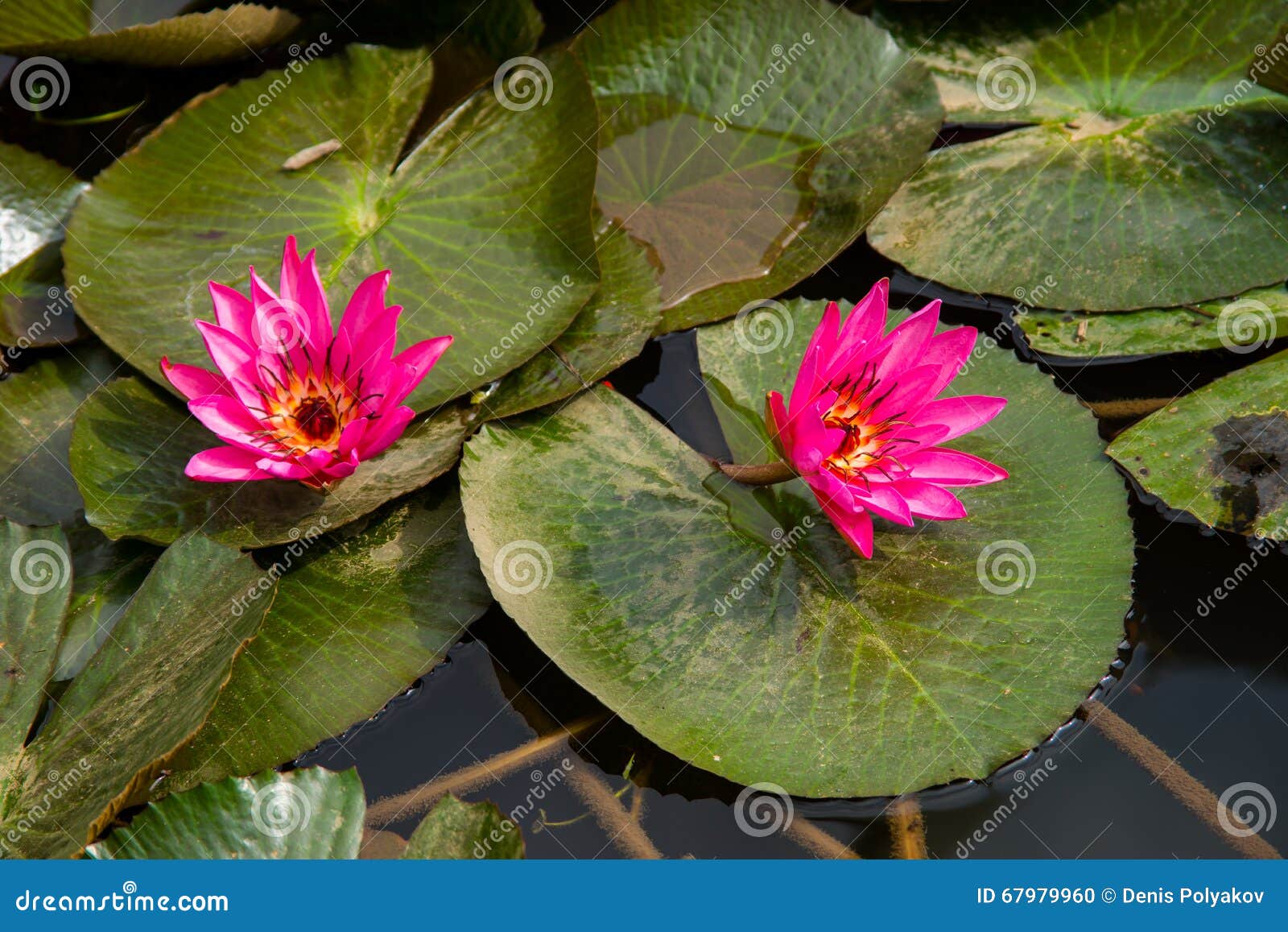 Pink water lily. stock photo. Image of garden, lilly - 67979960