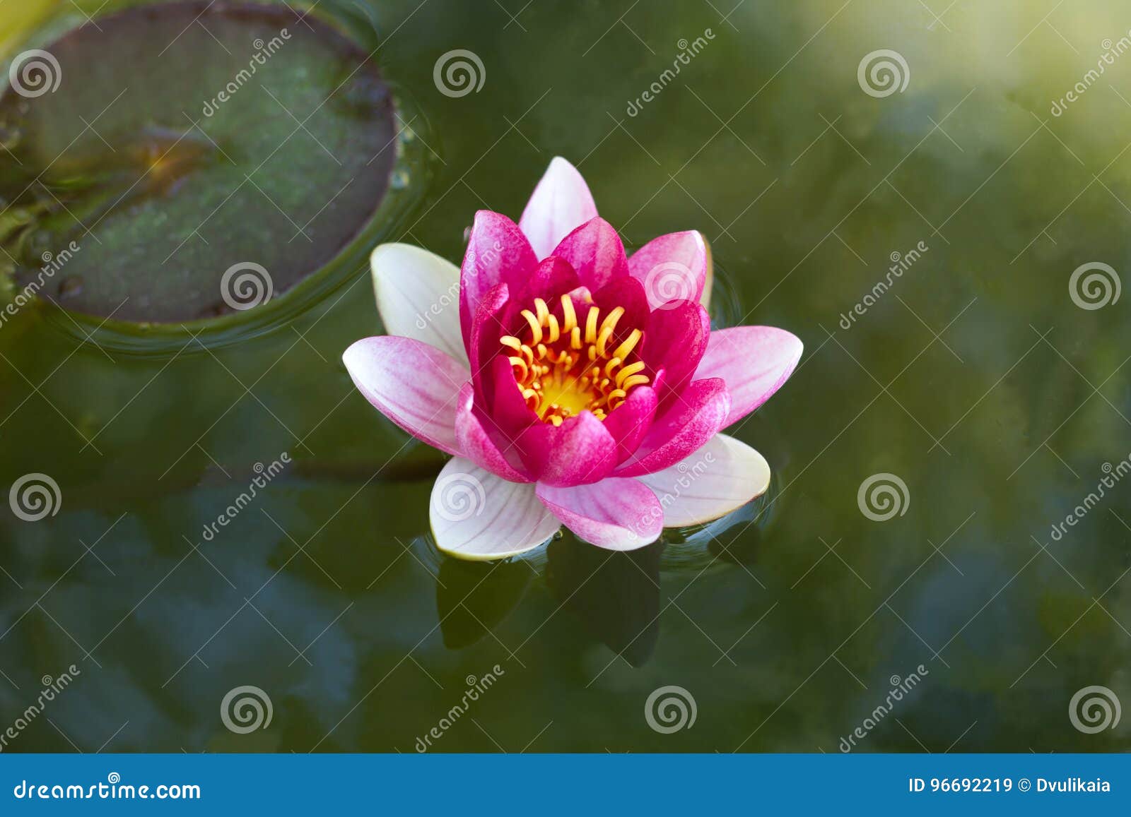 Pink water lily stock image. Image of purity, beautiful - 96692219