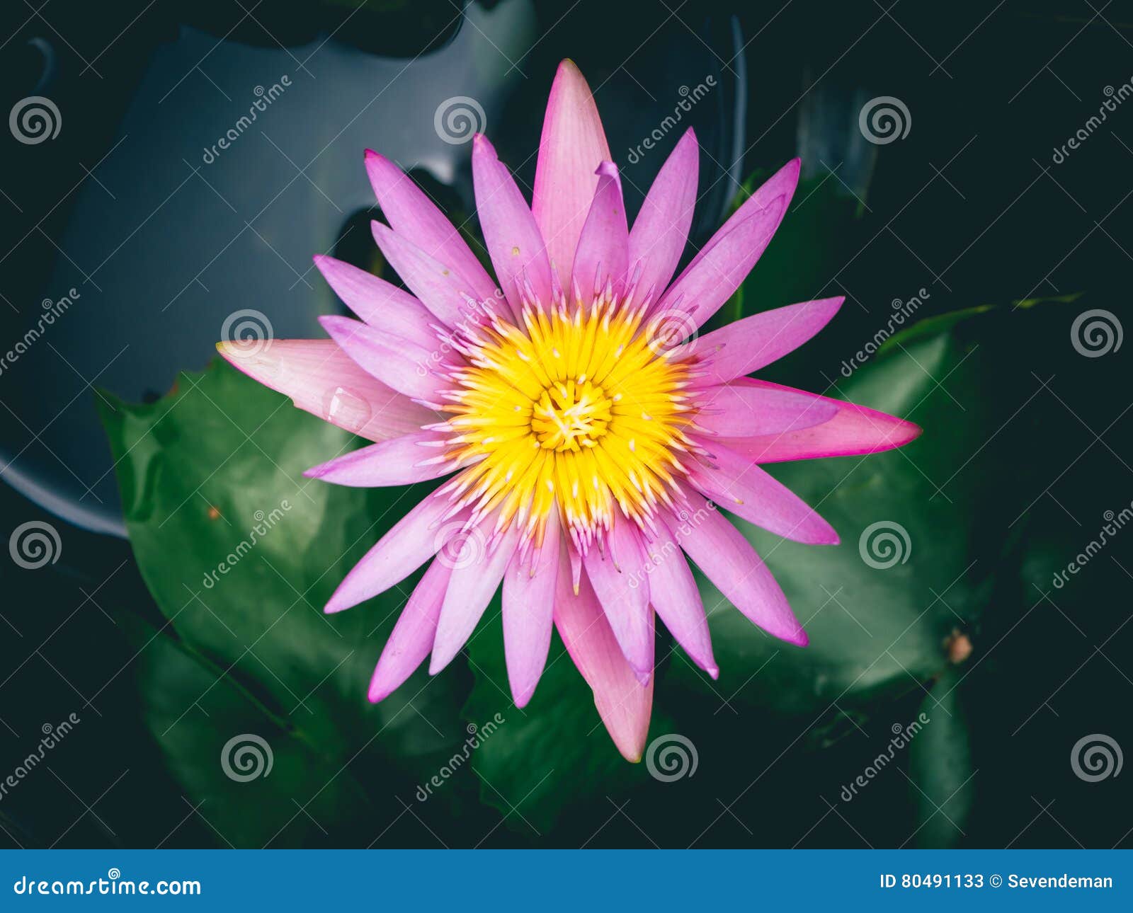 Pink water lily. stock image. Image of botanical, lily - 80491133