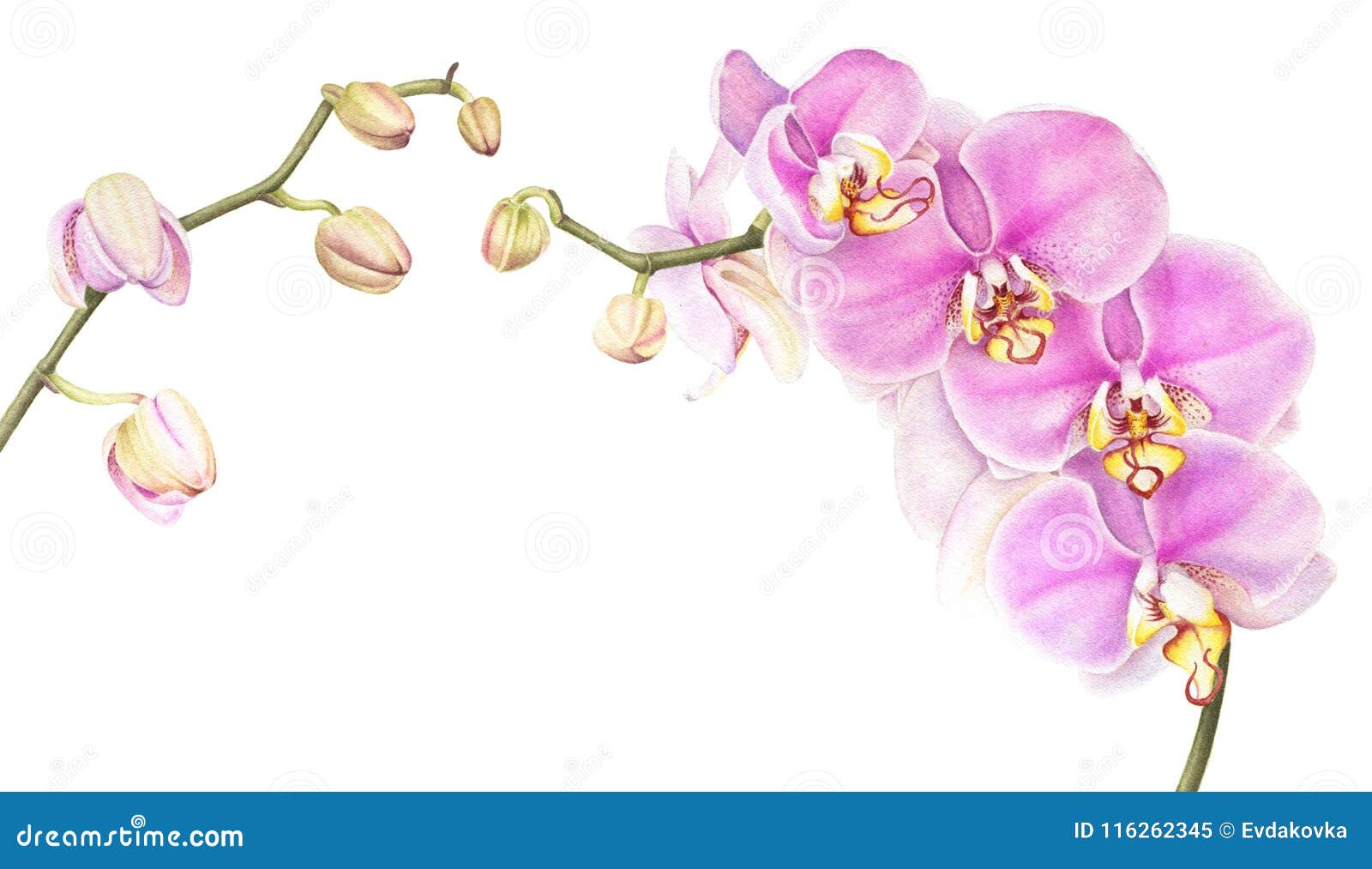 Pink Watercolor Phalaenopsis Orchid Isolated On White Background Stock