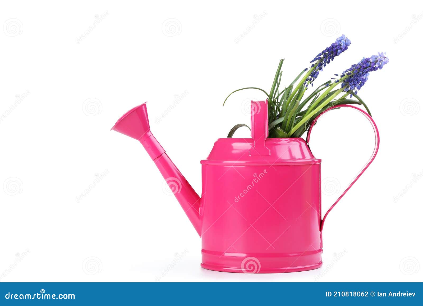 Pink Watering Can with Flowers Stock Photo - Image of spring, nature ...