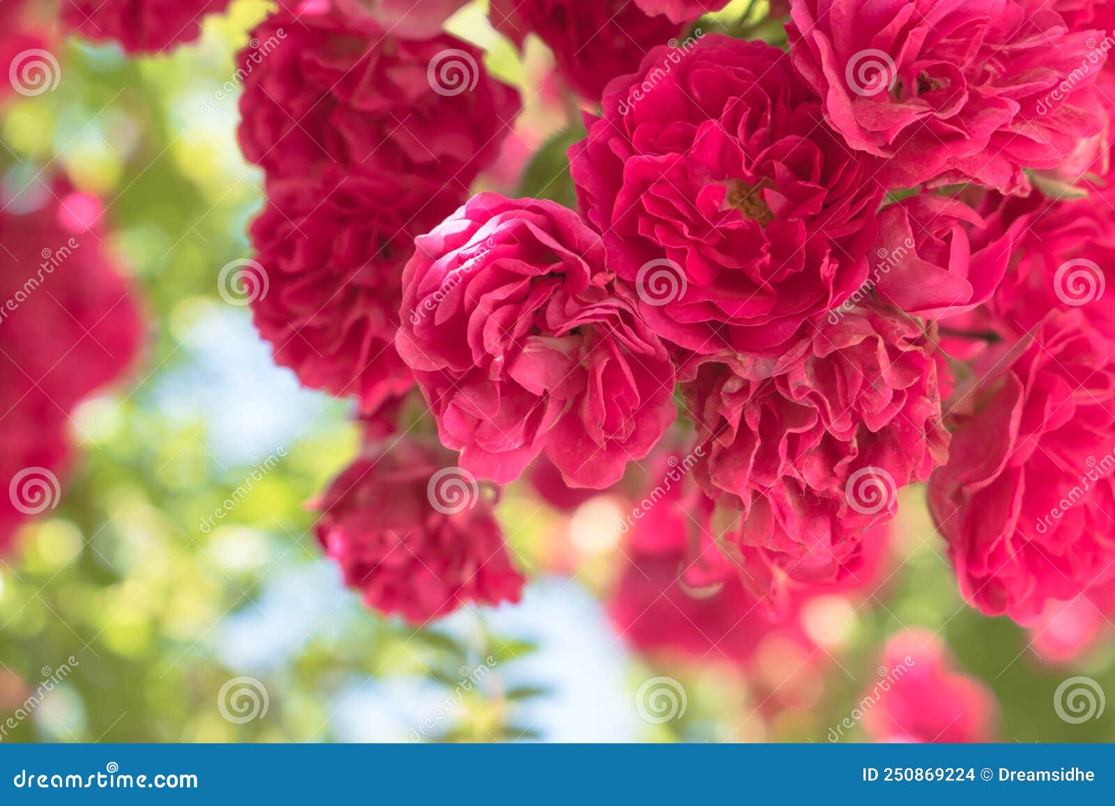 Pink Weaving Rose with Close Up Stock Photo - Image of love, calendar ...