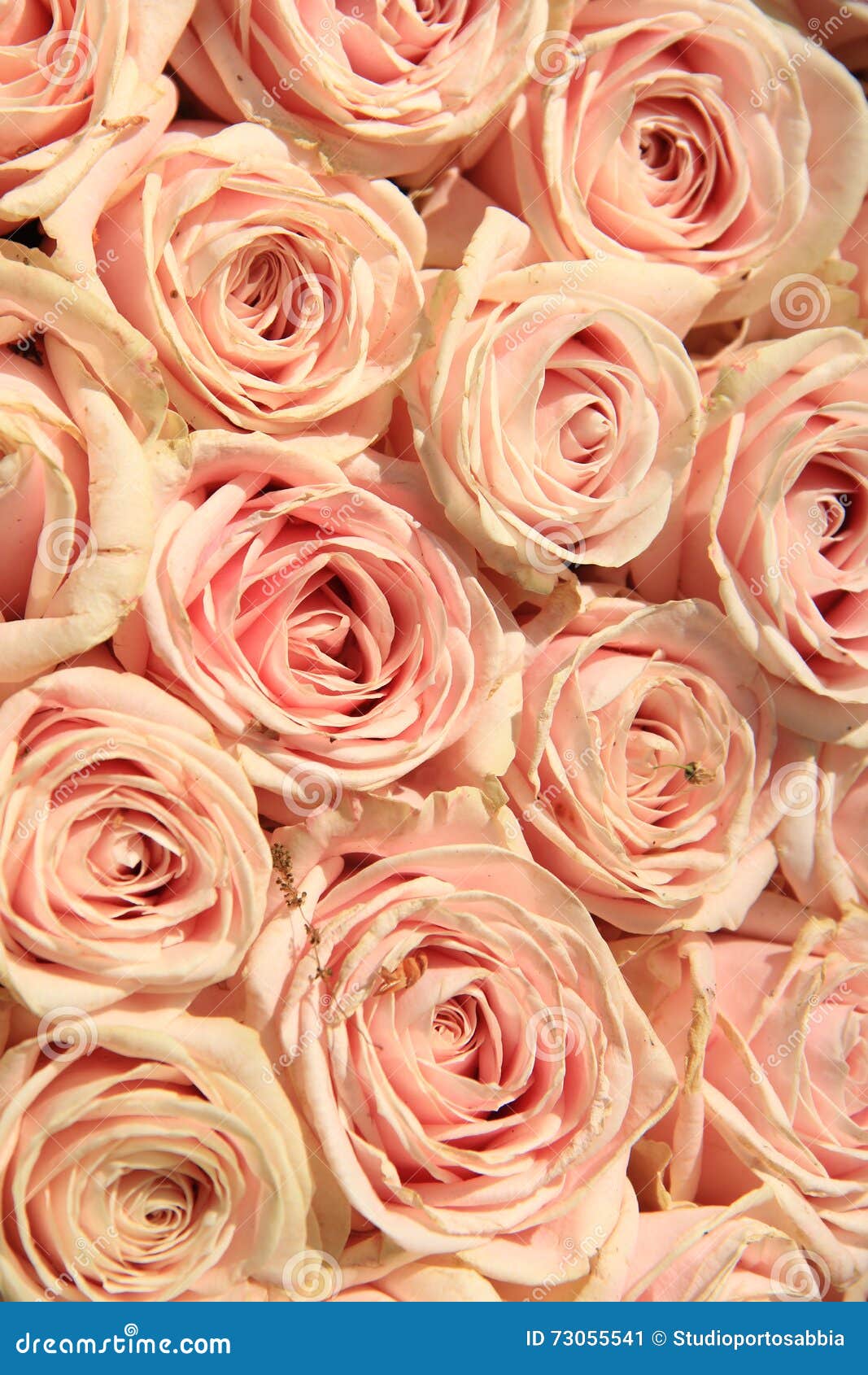 Pink wedding roses stock image. Image of flowers, nature - 73055541