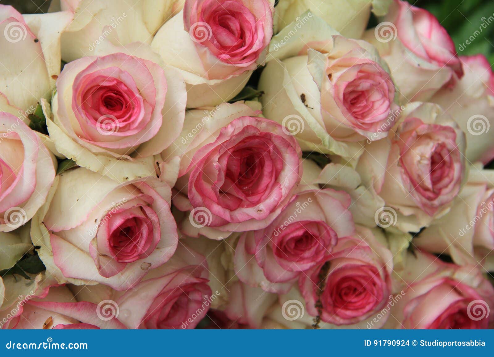 Pink wedding roses stock photo. Image of arrangement - 91790924