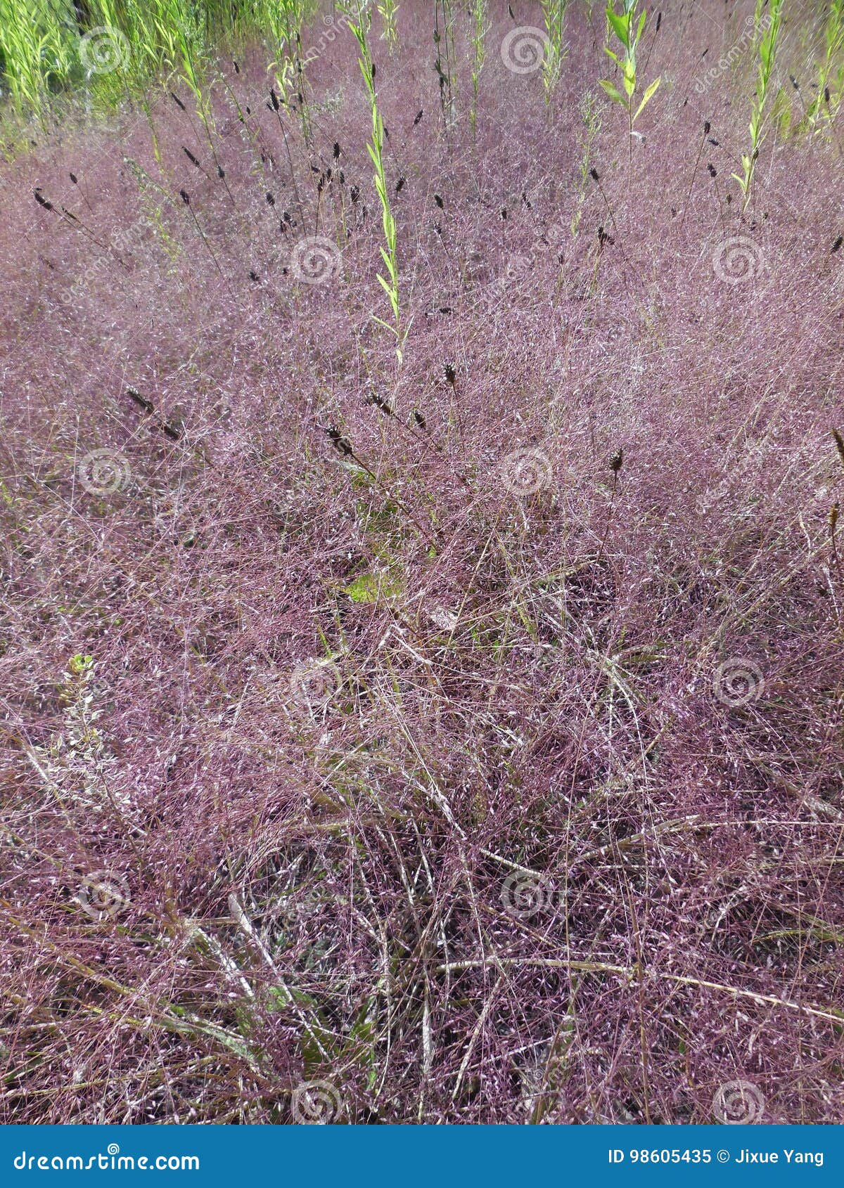 Pink Weed stock image. Image of tree, branch, weed, august - 98605435