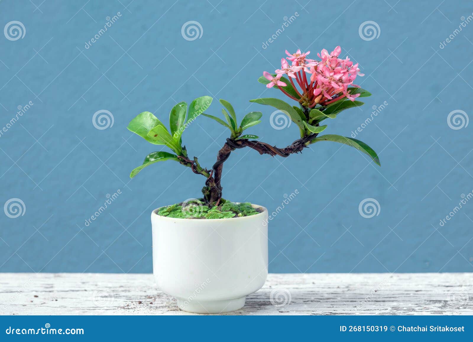Pink West Indian Jasmine Bonsai in Small Pot Stock Image - Image of ...