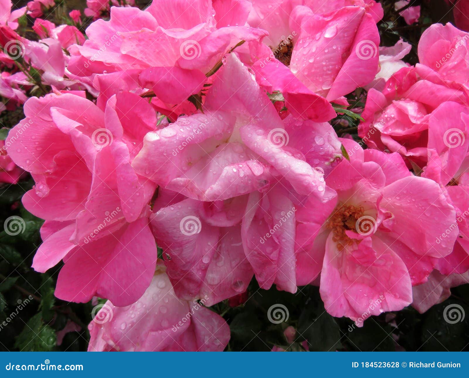 Pink Wet Roses in Spring in May Stock Photo - Image of droplets, water ...
